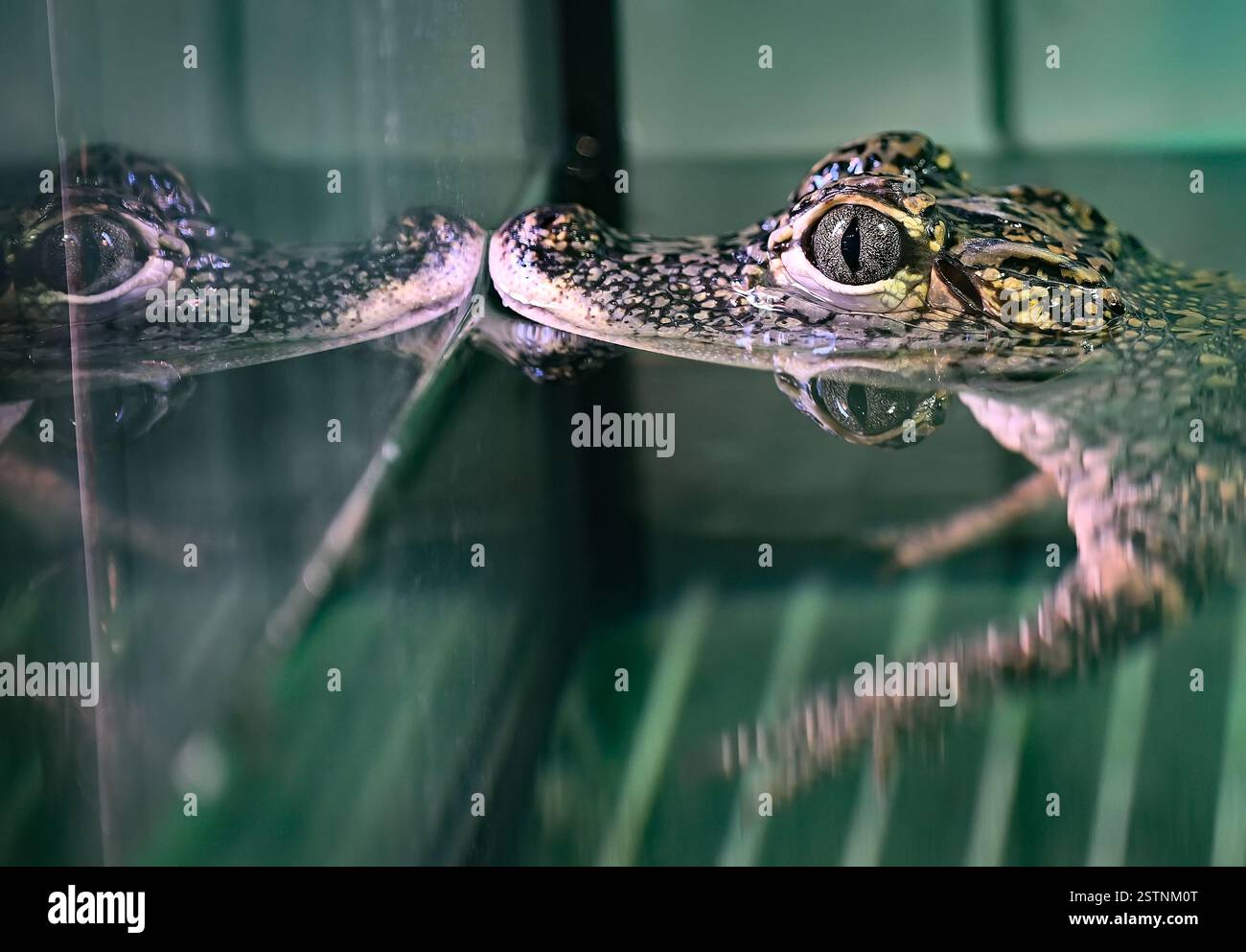 Jihlava, Czech Republic. 19th Feb, 2025. A Chinese alligator (Alligator ...