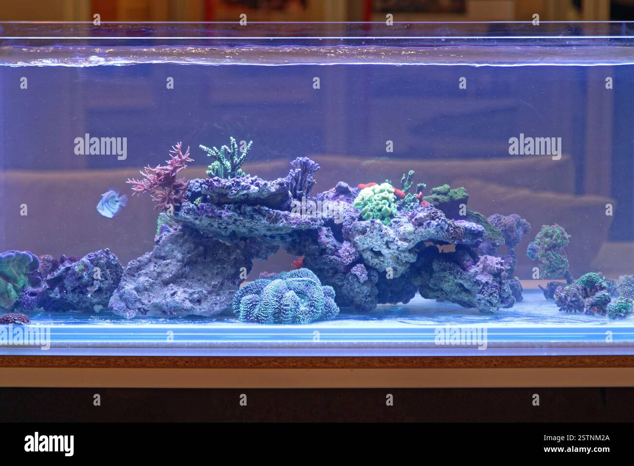 Reef tank rock hi-res stock photography and images - Alamy