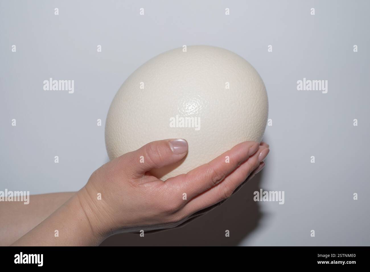 Holding ostrich egg in hand,The egg of the ostrich is the largest of ...