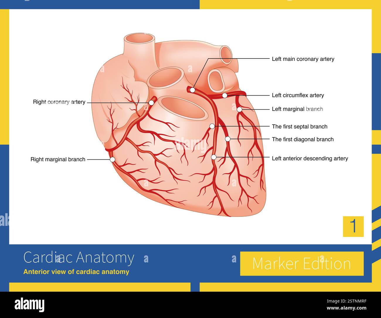 Right atrioventricular sulcus hi-res stock photography and images - Alamy