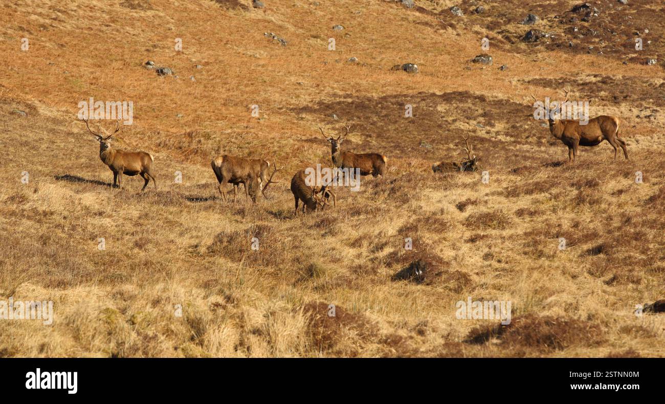 Group of Wild Stags on the hill in the Scottish Highlands Stock Photo ...