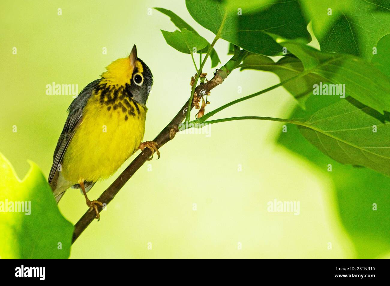 Canada warbler during spring migration Stock Photo - Alamy