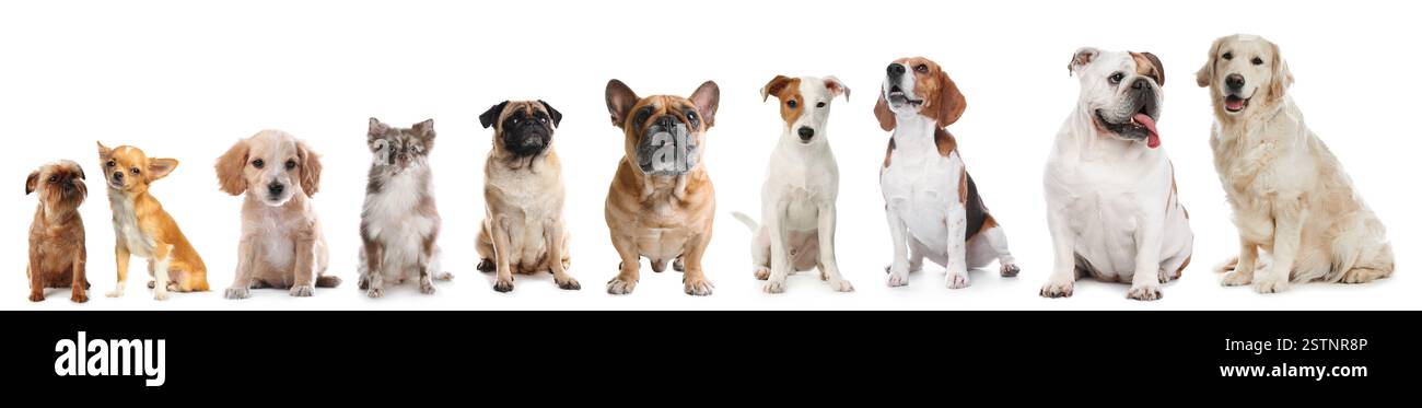 Adorable dogs of different sizes in row on white background, from ...
