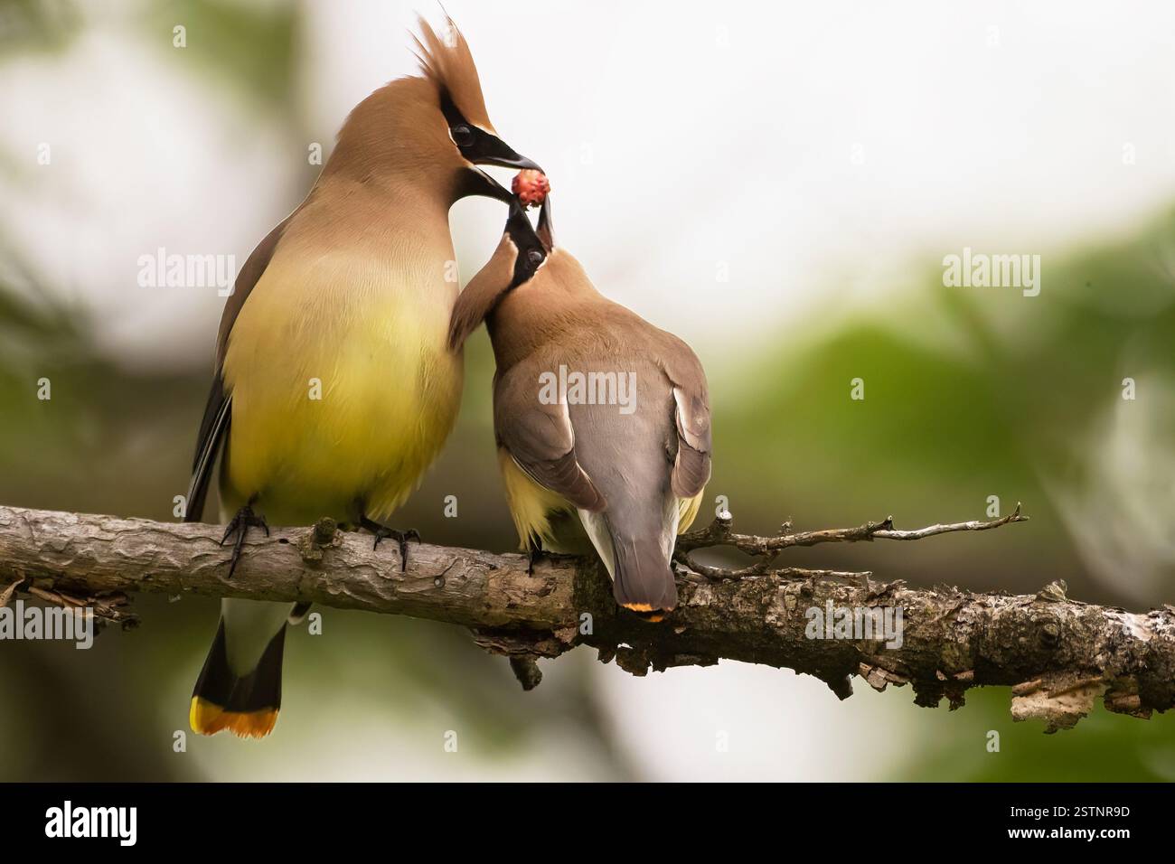 Courtship display birds hi-res stock photography and images - Alamy