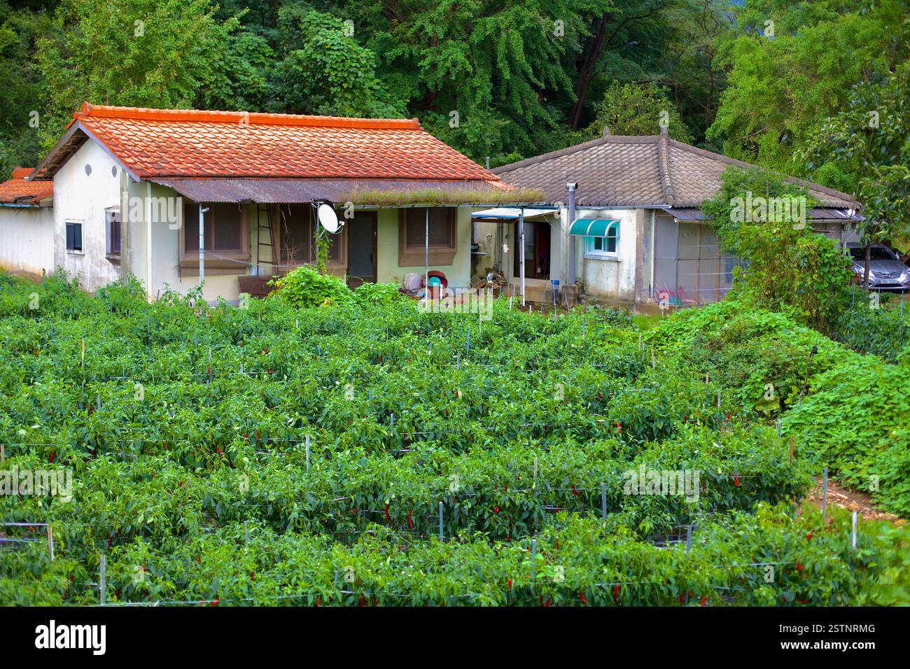 Goesan County, South Korea - September 10, 2020: A traditional ...