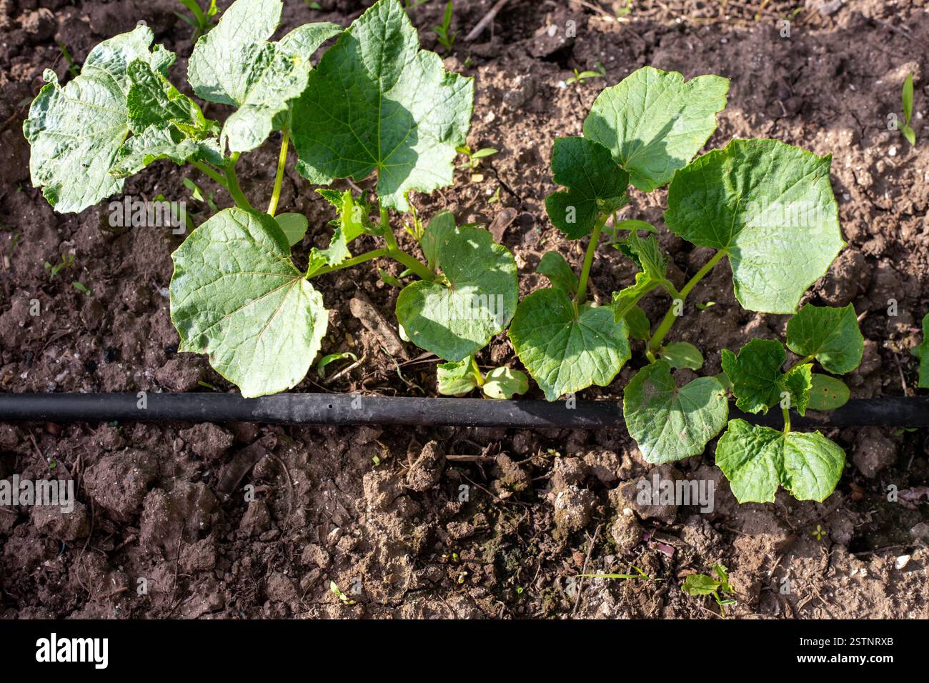 Green sprouts with zucchini leaves in a bed with drip irrigation in the ...