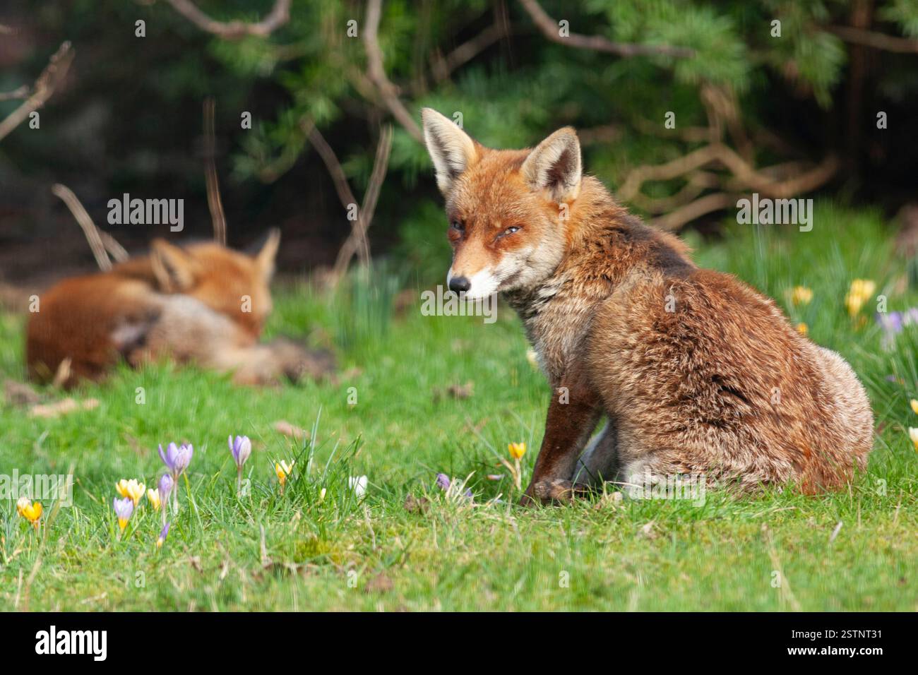 UK weather, 19 February 2025: Two red foxes relax amongst the crocus ...
