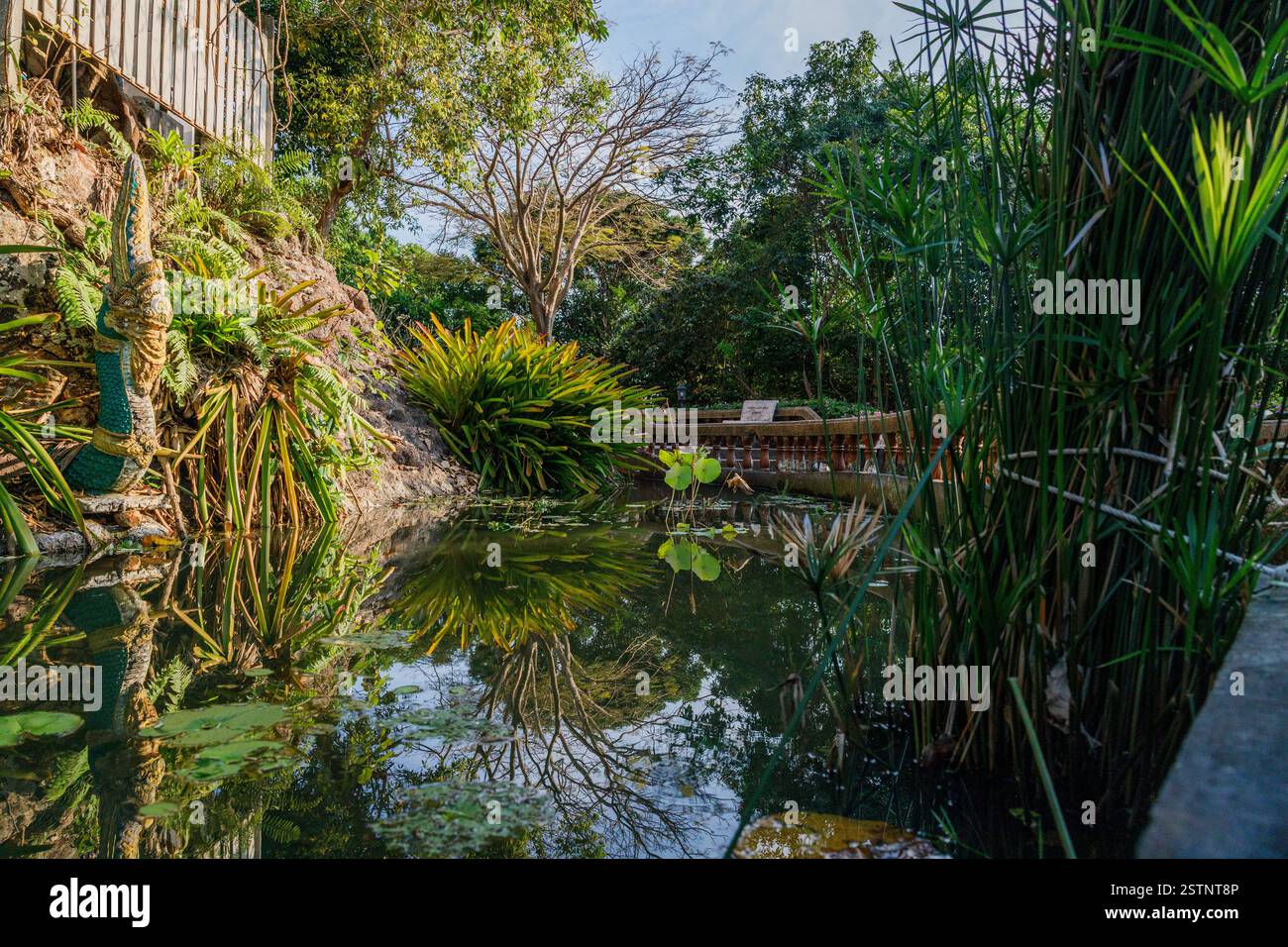 Serene pond with lily pads at Kao Hua Jook Pagoda Temple in Ko Samui ...