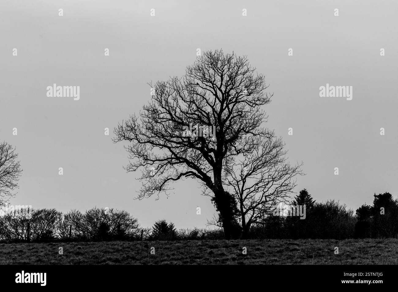 spooky old tree with sky Stock Photo - Alamy