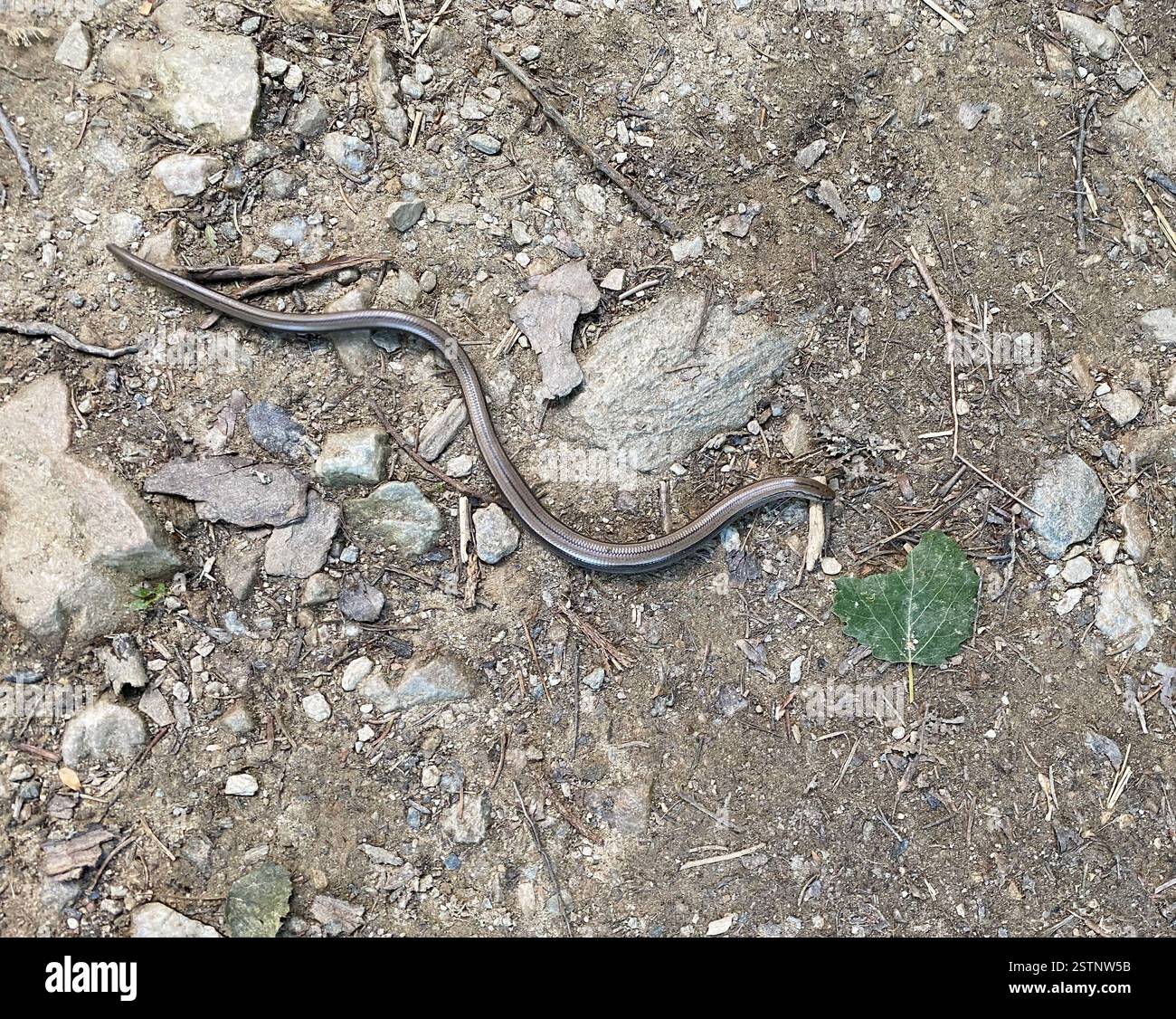 slow worm (Anguis fragilis), which is actually a type of legless lizard ...