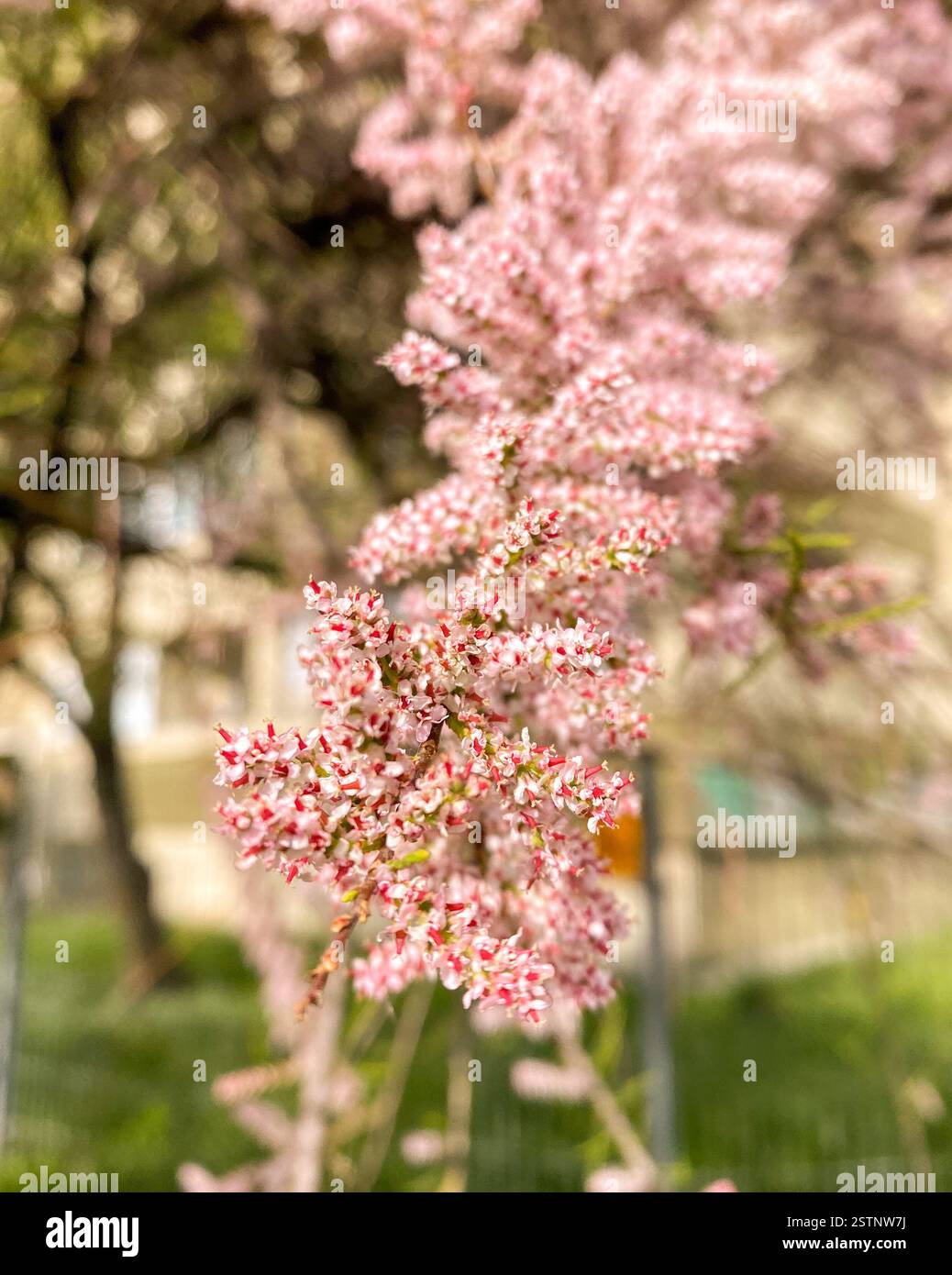 Tamarisk (Tamarix) plant in bloom Stock Photo - Alamy