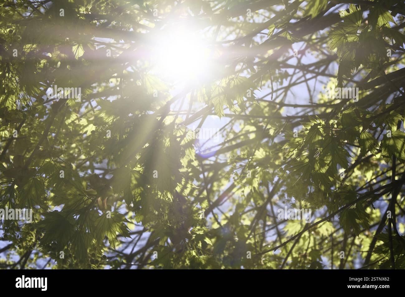 Sun light through tree canopy cover Stock Photo - Alamy