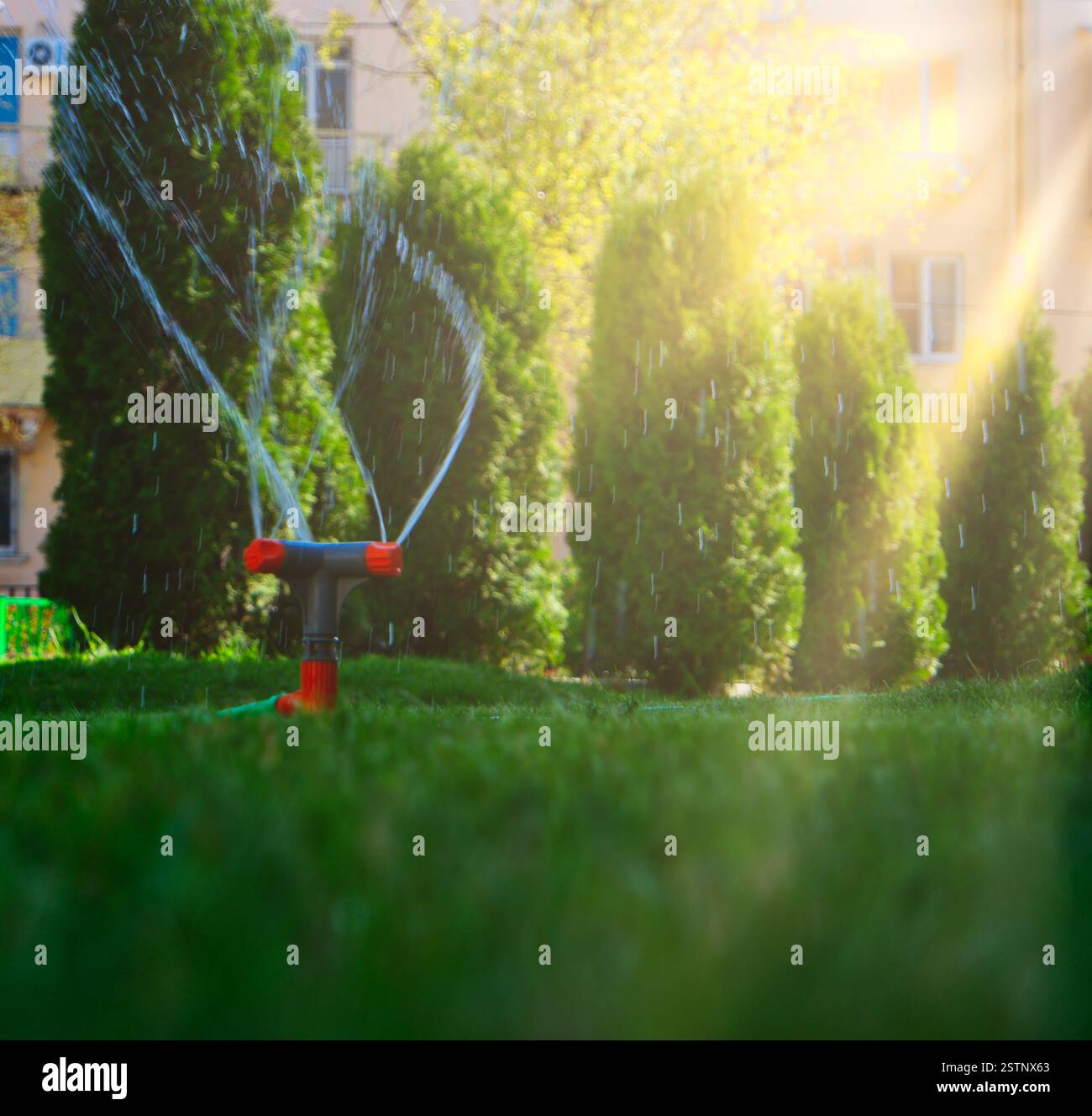 Garden sprinkler working in ront of trees in row backlit Stock Photo ...