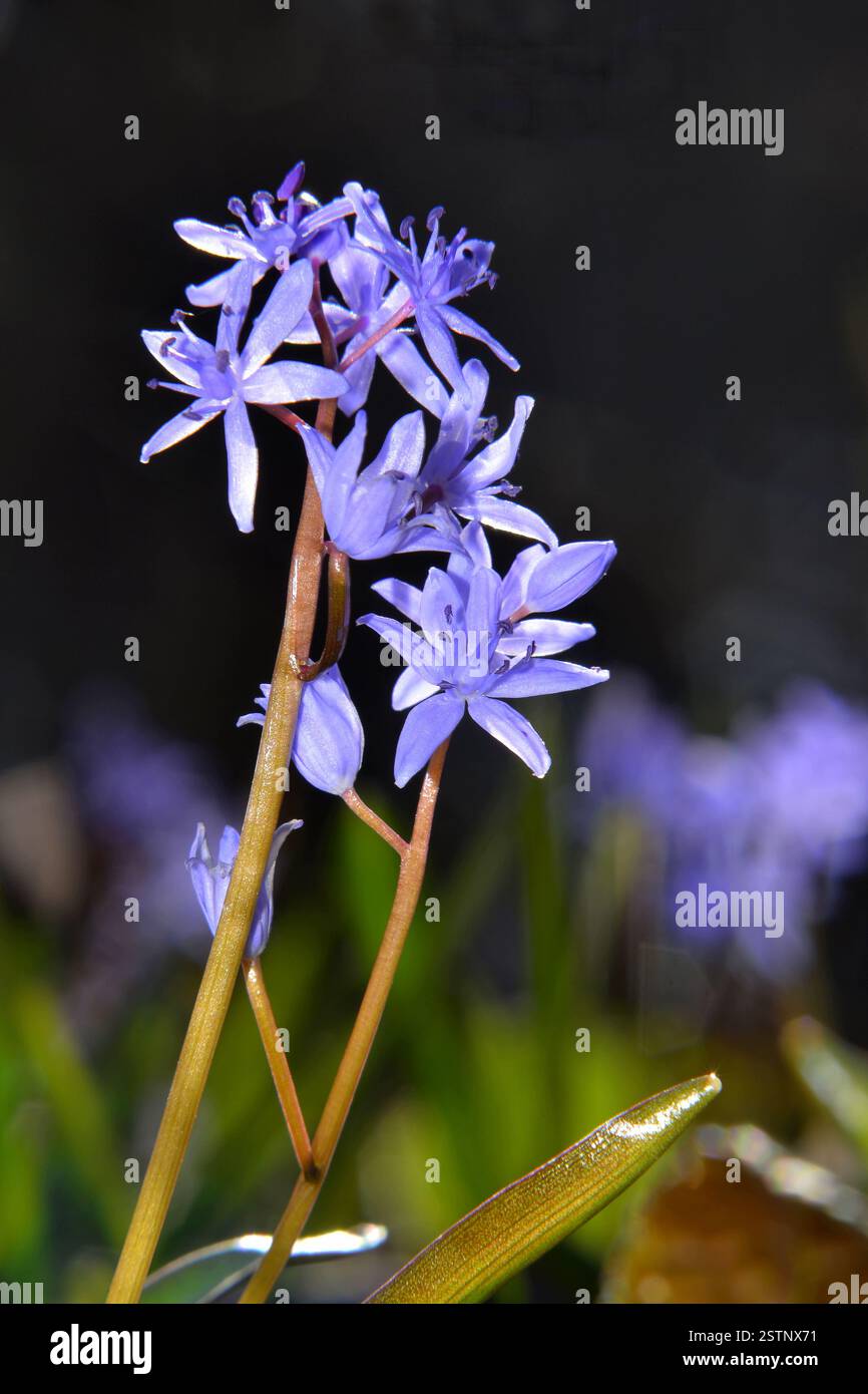 Flowers of Scilla bifolia in detail in early spring Stock Photo - Alamy