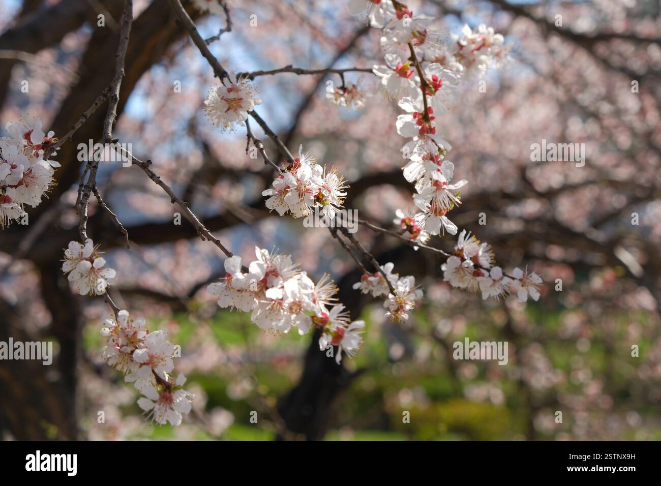 Blooming cherry tree branches close-up. Tree covered with small white ...