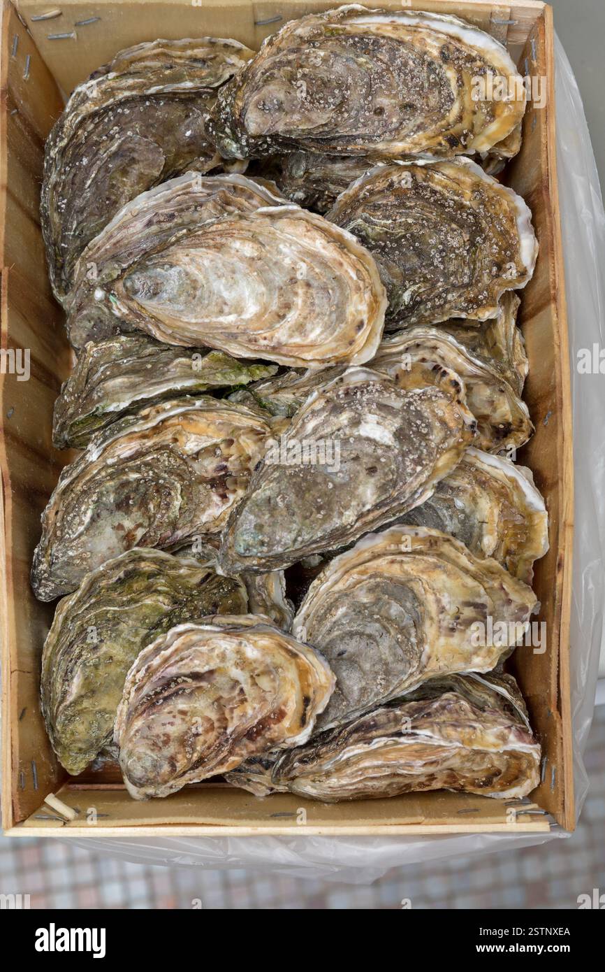 Rock Oysters Crate Stock Photo - Alamy