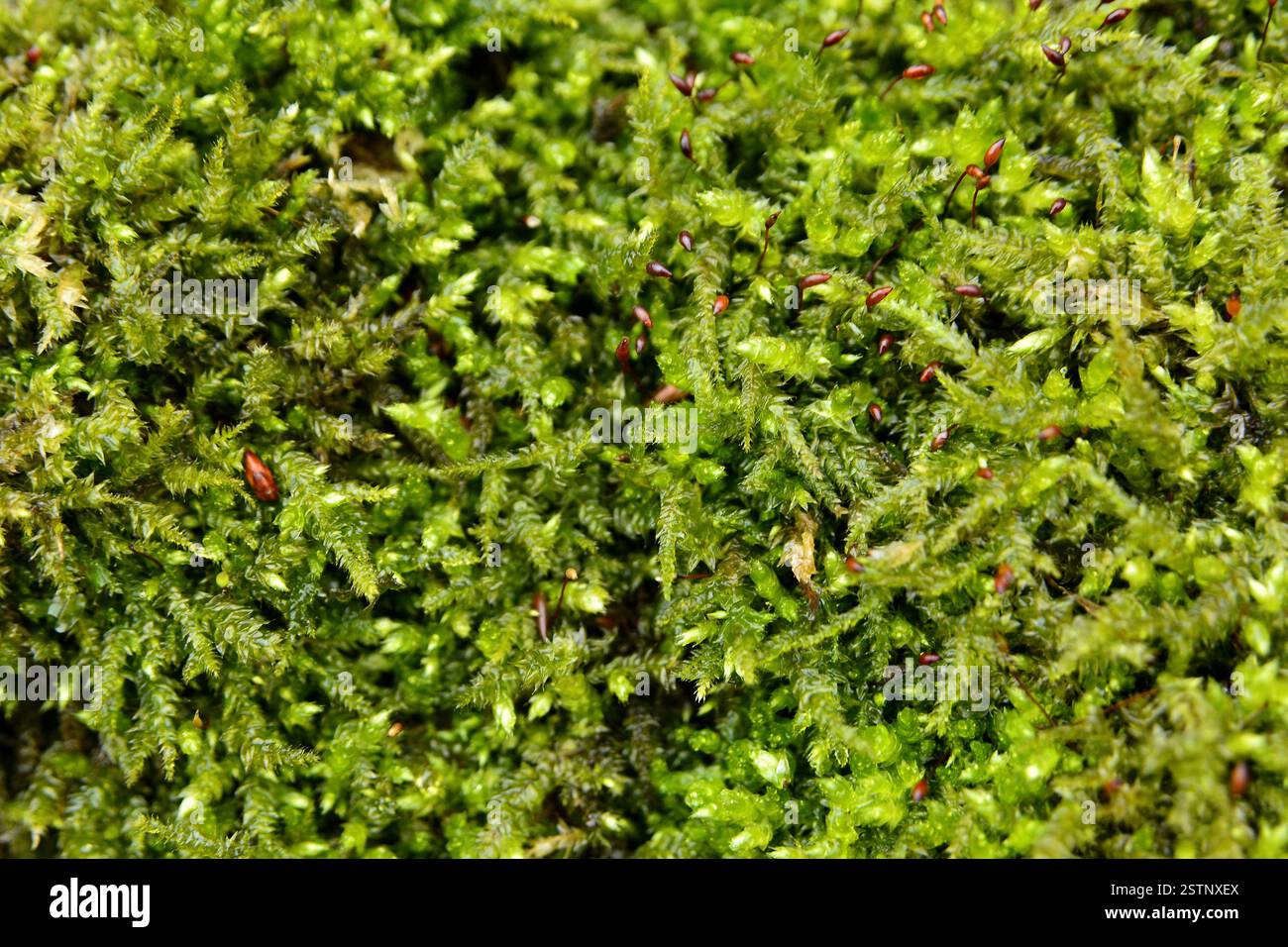 Spore morphology hi-res stock photography and images - Alamy