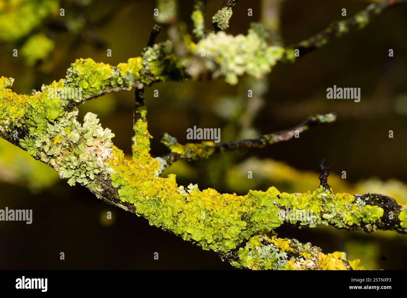 Different types of lichens on the same tree branch Stock Photo - Alamy