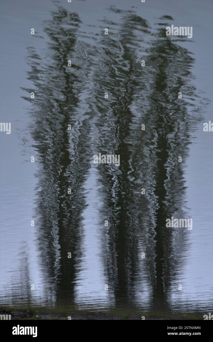 Reflections on the water surface of two Populus nigra italica in the ...