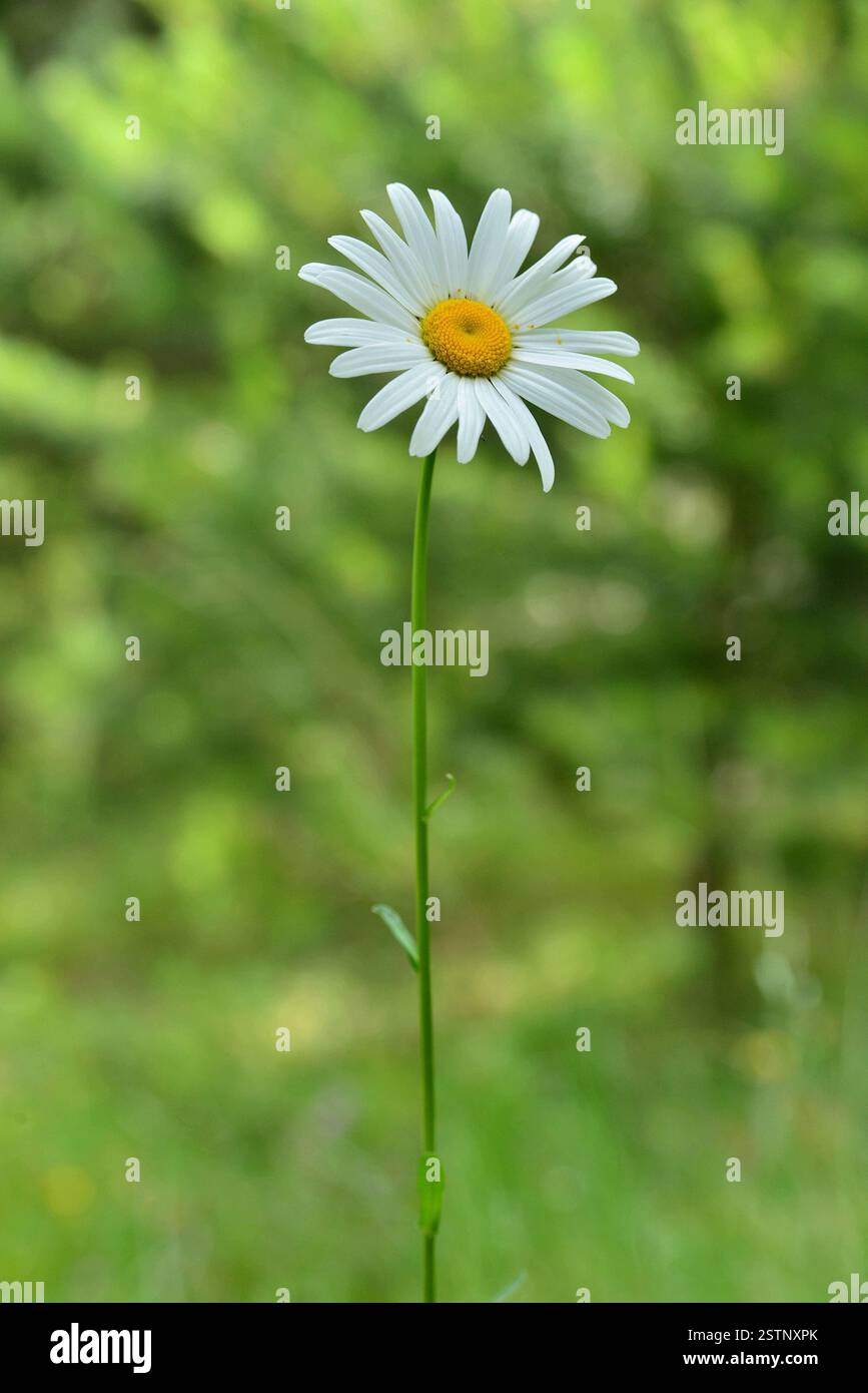 Solitary flower of Leucanthemum ircutianum, tall stemmed Stock Photo ...