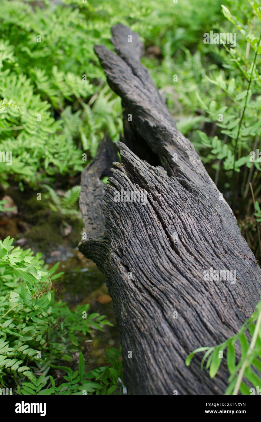 An old twisted log of wood with lot of textures in a forest Stock Photo ...