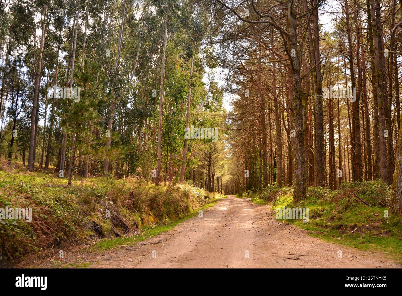 Path between pines and eucalyptus trees on the Camino de Santiago Stock ...