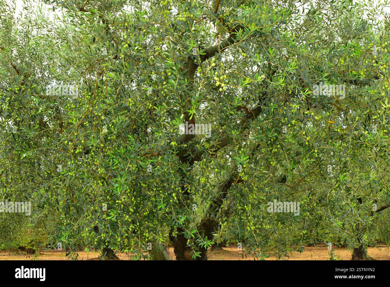 Large olive tree that fills the entire frame loaded with olives ready ...