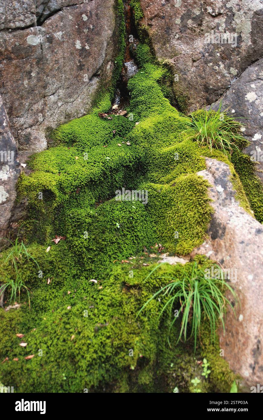 Bryophytes mosses and lichens on rocks Stock Photo - Alamy