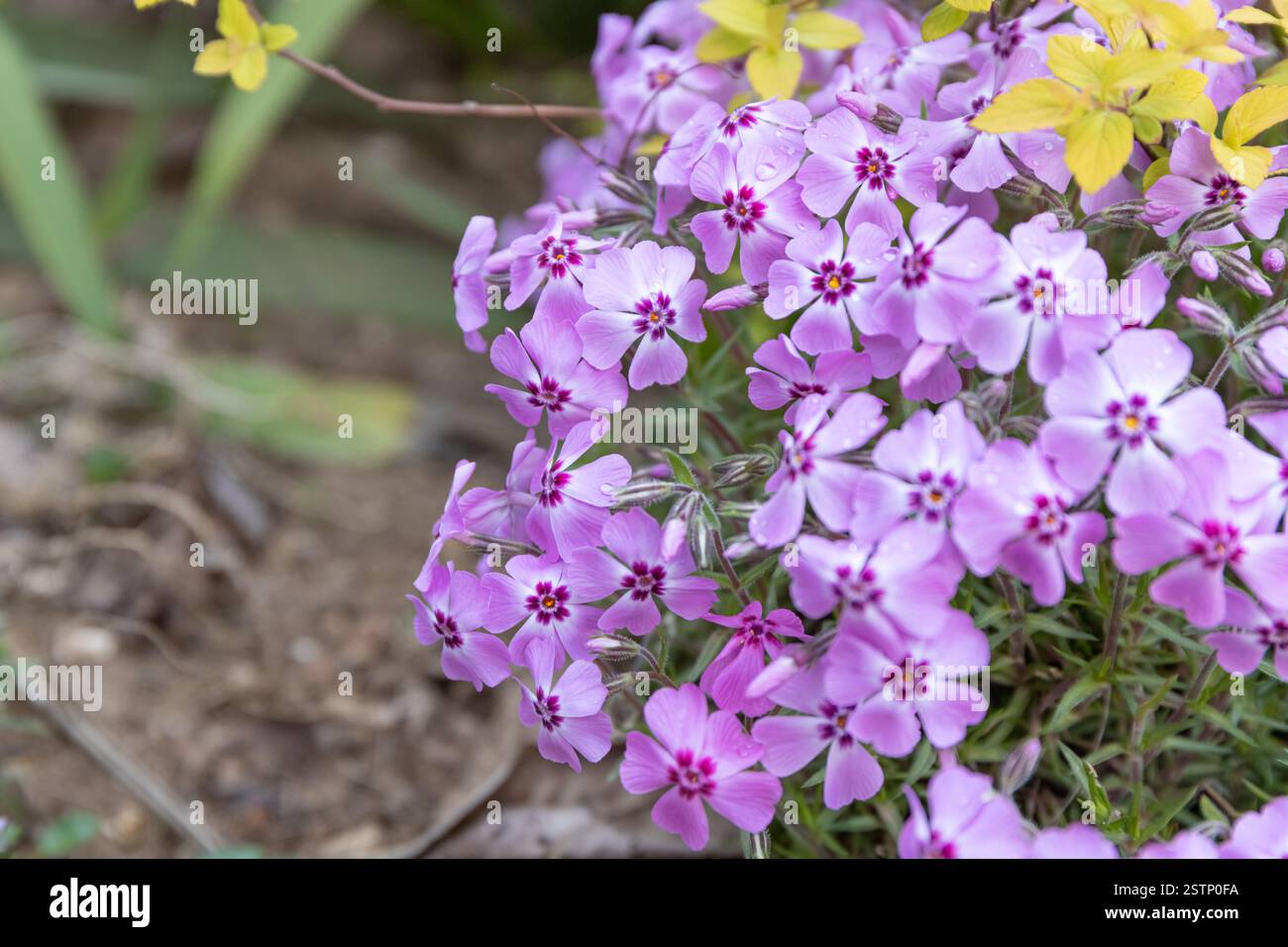 Close up slow motion beautiful hi-res stock photography and images - Alamy