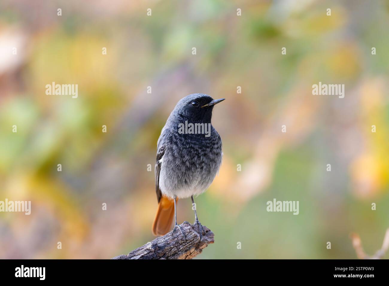 Red tailed bird, the black redstart (Phoenicurus ochruros Stock Photo ...