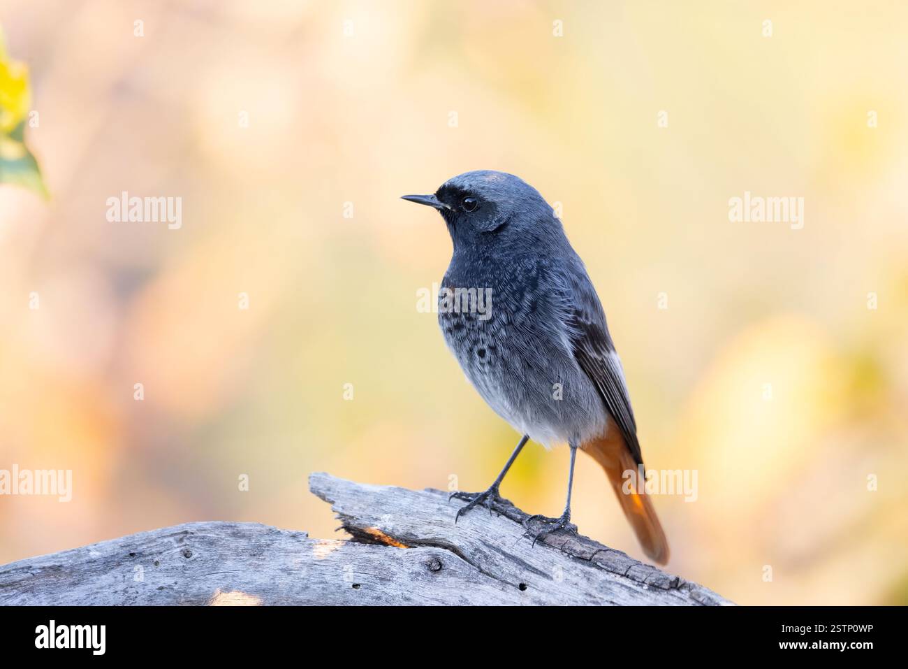 Red tailed bird, the black redstart (Phoenicurus ochruros Stock Photo ...