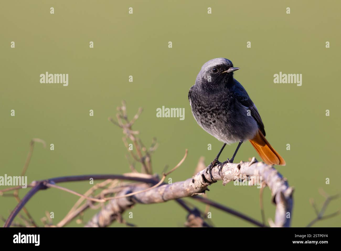 Red tailed bird, the black redstart (Phoenicurus ochruros Stock Photo ...