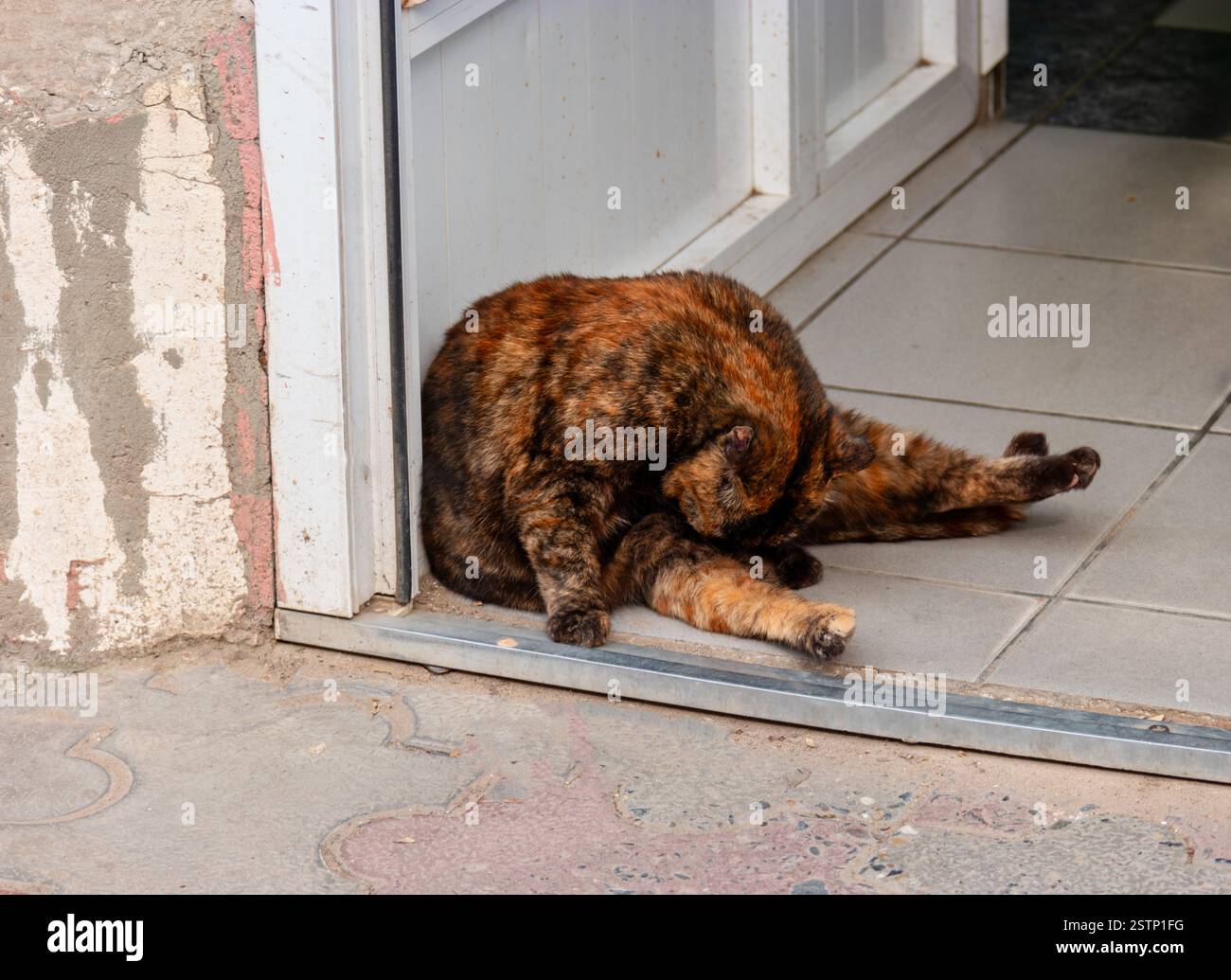 Old tri-color cat grooming Stock Photo - Alamy