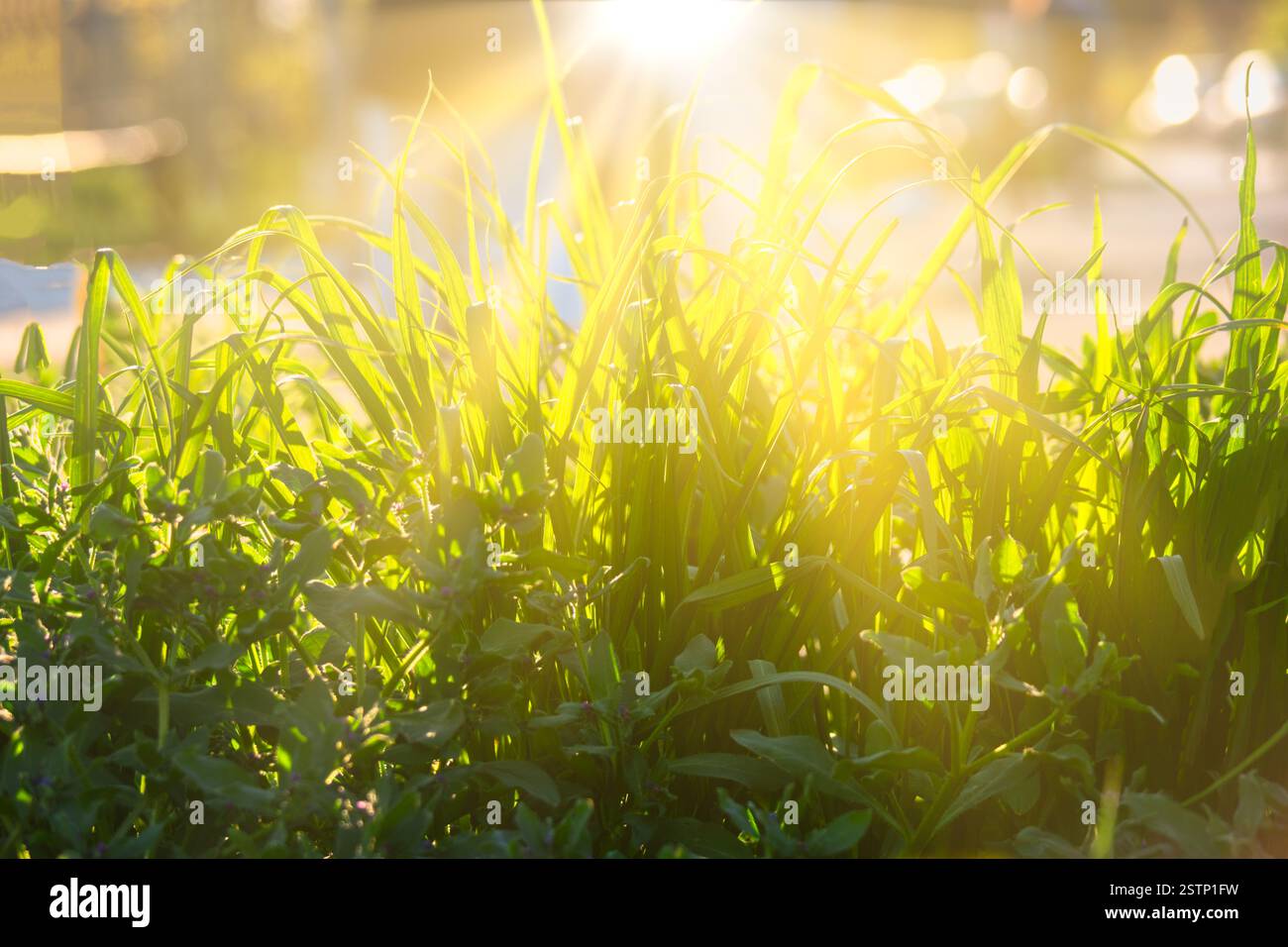 Sun flares in long blades of uncut grass Stock Photo - Alamy