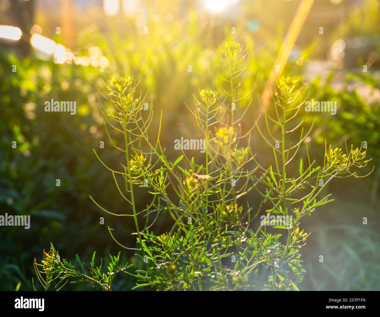 Green gfrass in summer afternoon backlit by the day sun, with flares ...