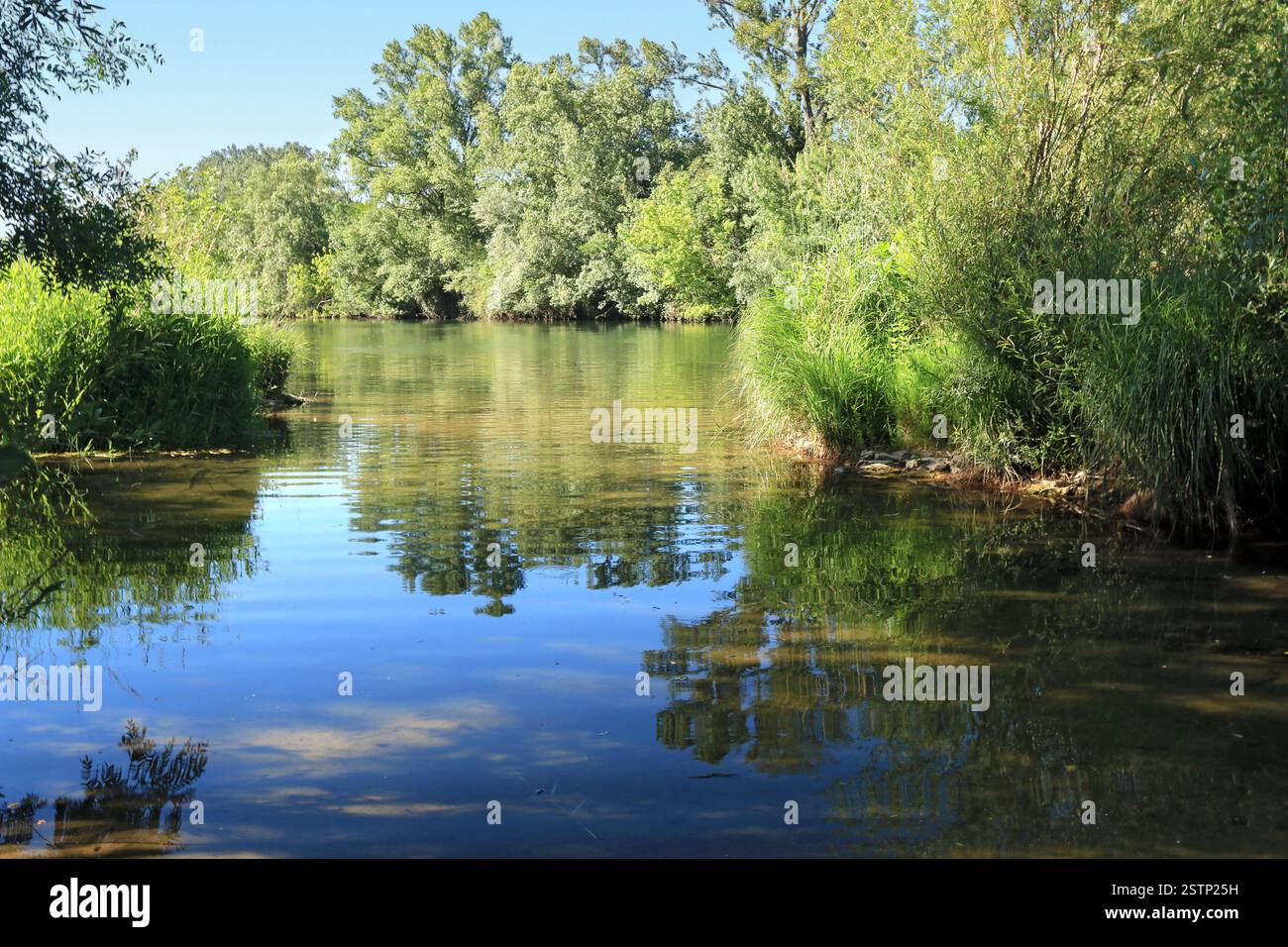 Calm and quiet riverside with a tuft of reeds Stock Photo - Alamy