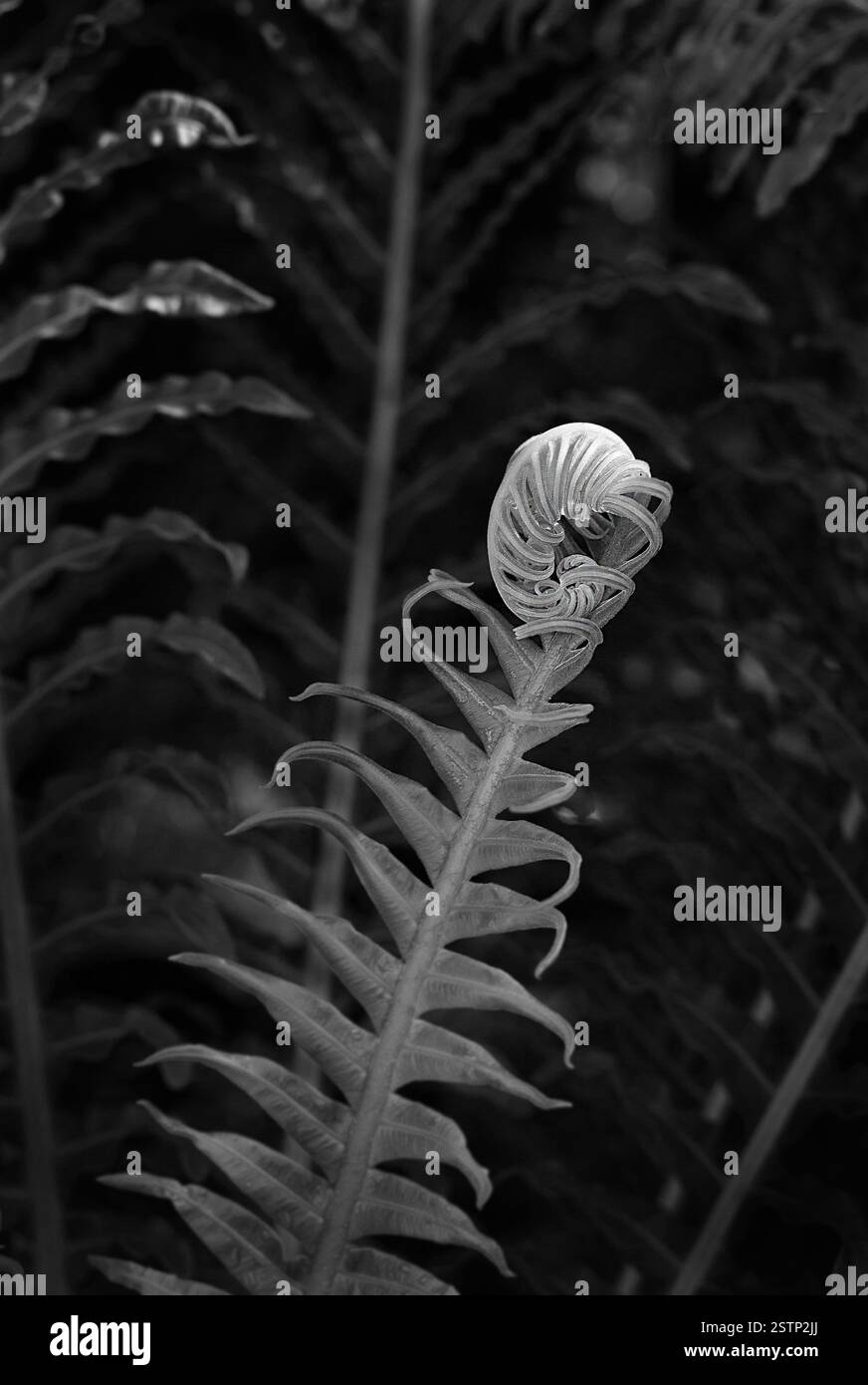 A fern frond unfurling, in black and white Stock Photo - Alamy