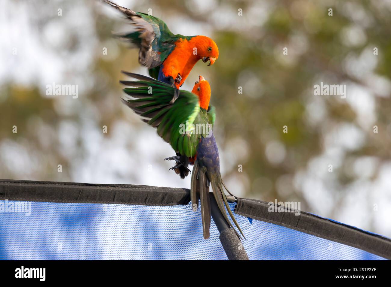 Photograph of two Australian King Parrots playfully fighting in the ...