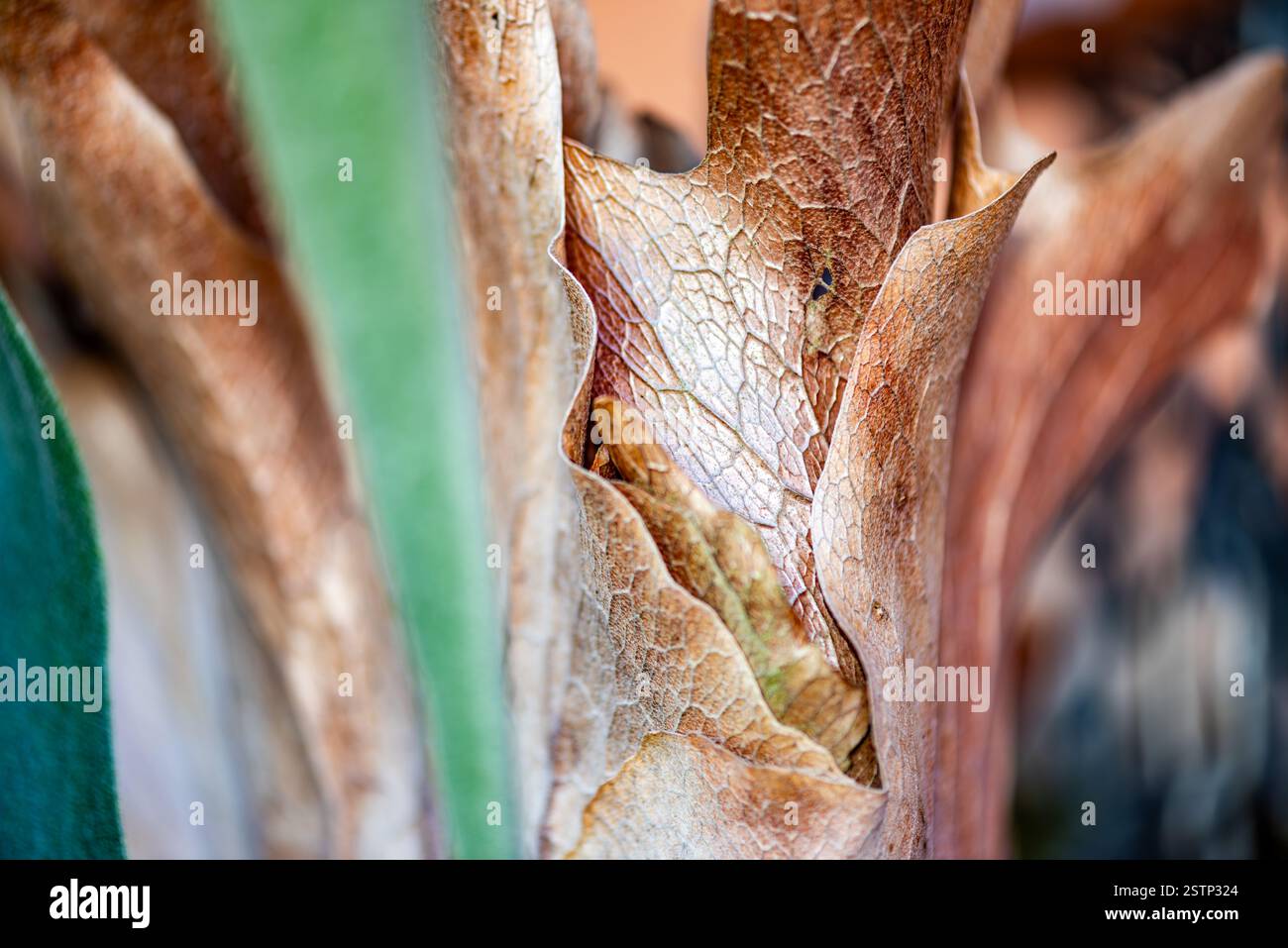 Basal frond nest hi-res stock photography and images - Alamy