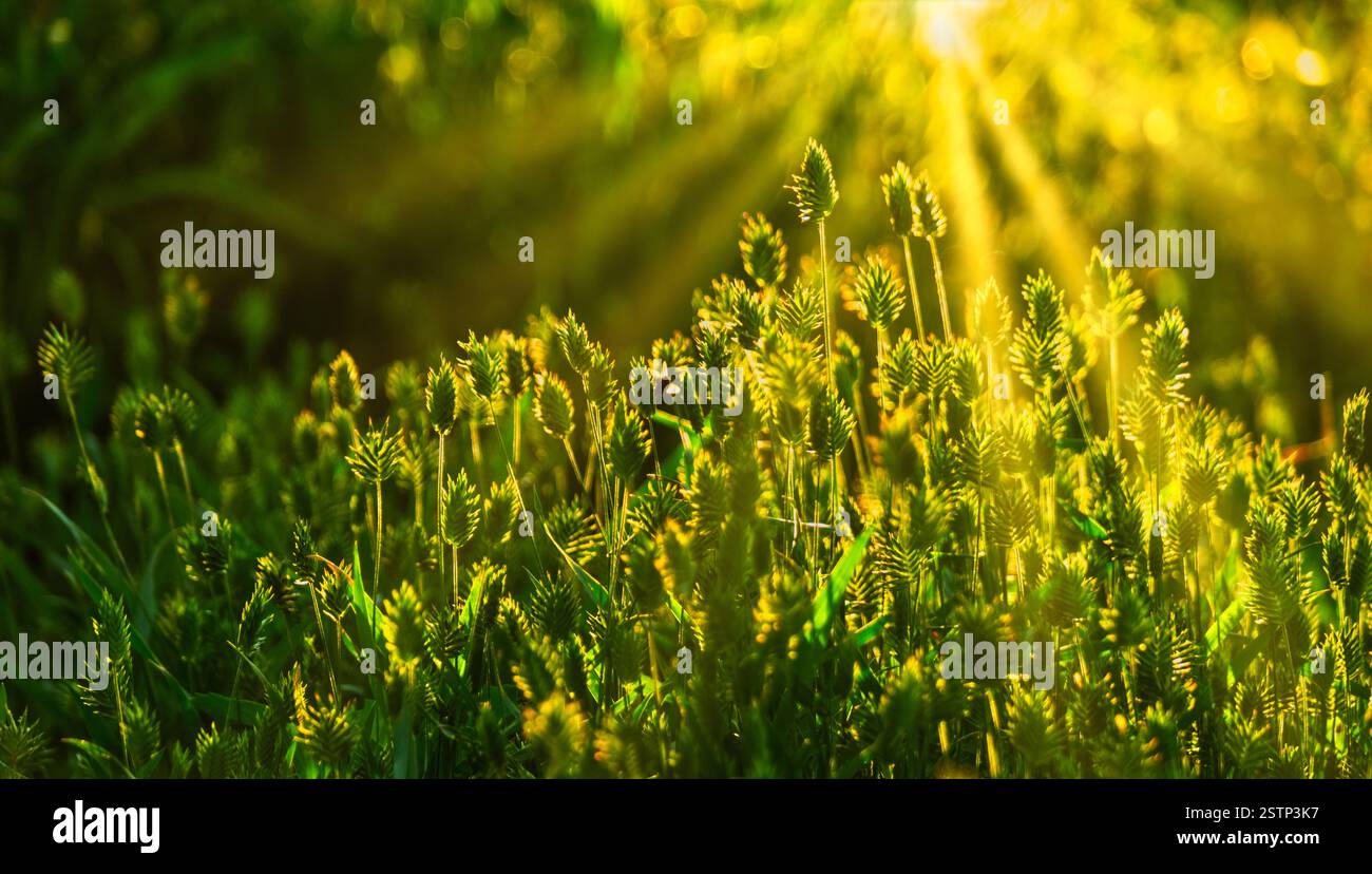 Warm color backlight hi-res stock photography and images - Alamy