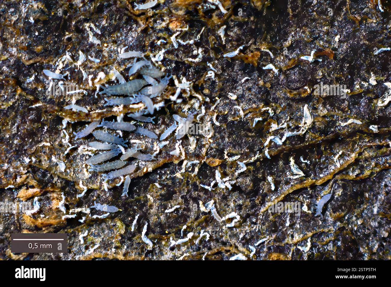 Assembly of springtails (probably Ceratophysella sp.) reproducing on ...