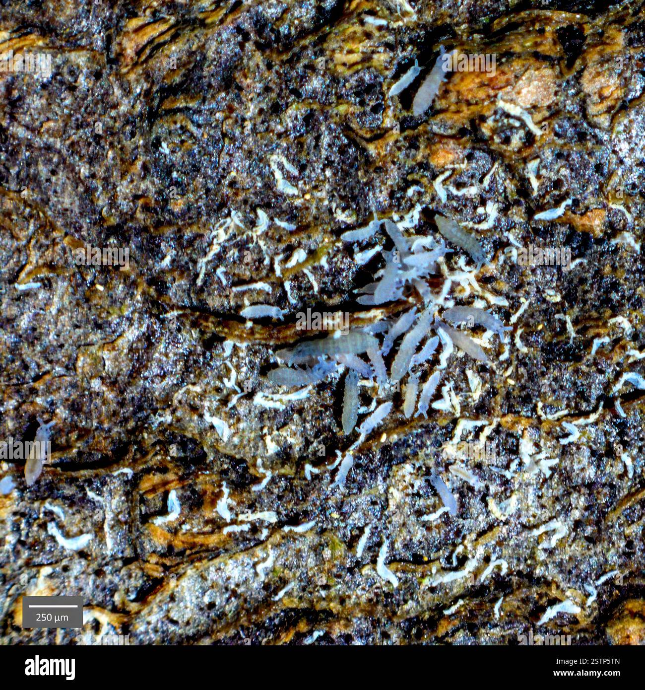 Assembly of springtails (probably Ceratophysella sp.) reproducing on ...