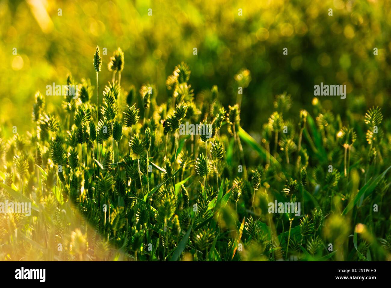 Closeup grass waving in sun hi-res stock photography and images - Alamy