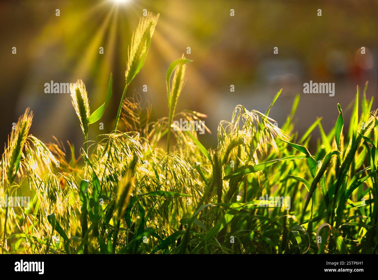 Beautiful shot setting sun hi-res stock photography and images - Alamy