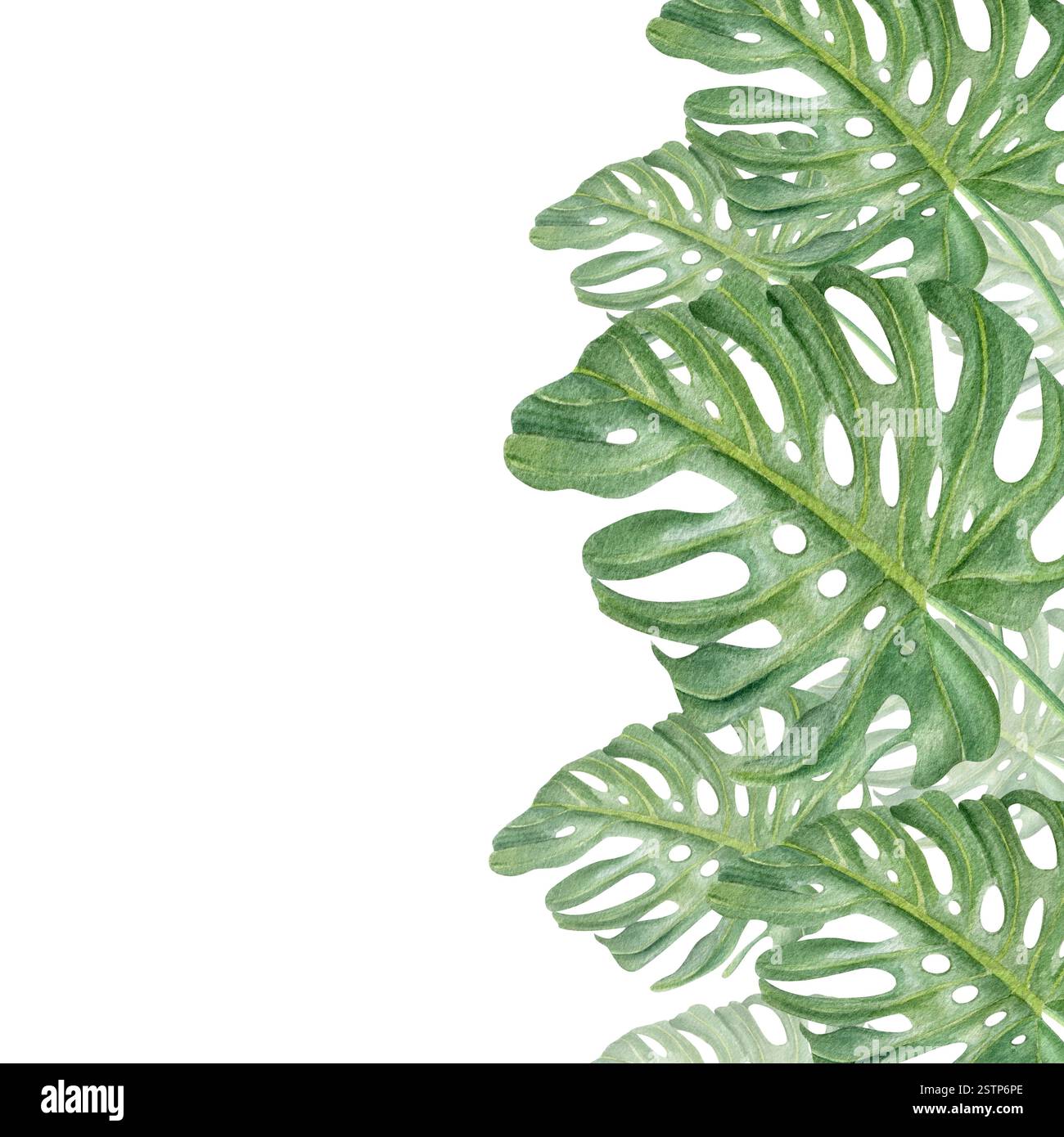 Tropical green monstera leaves vertical border with empty space for ...