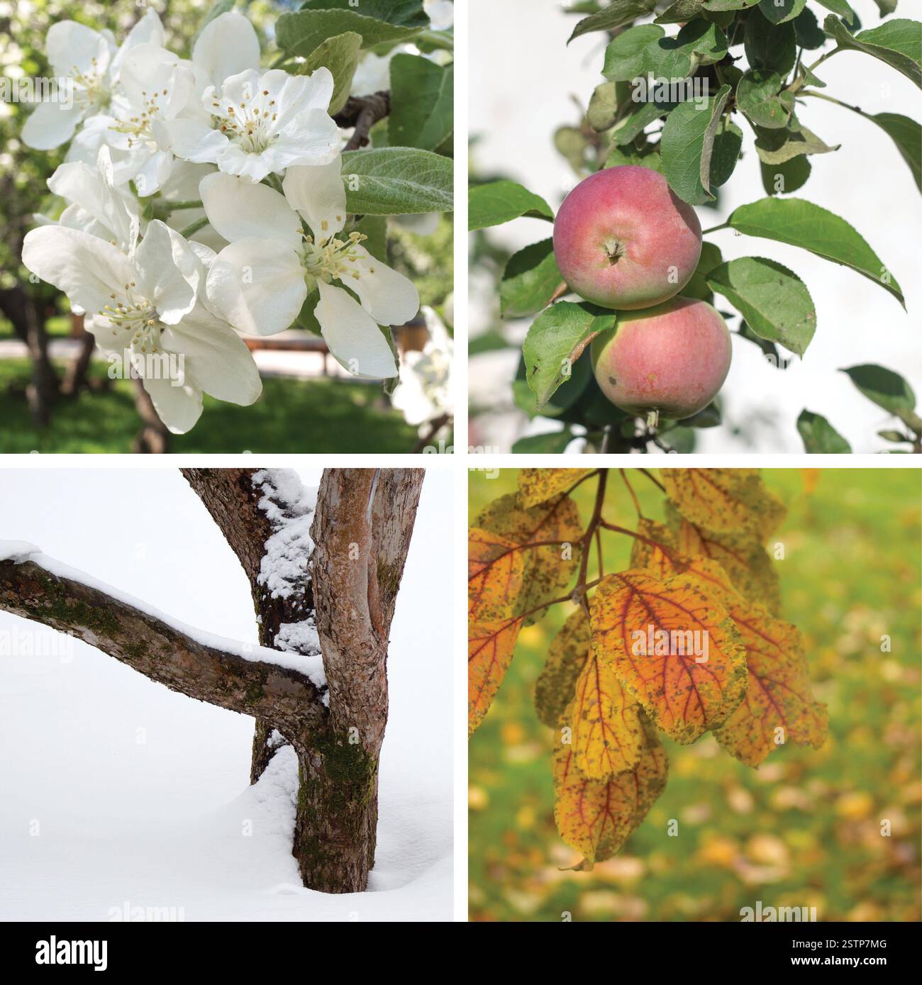 Collage of photos of an apple tree in four seasons. square shape Stock ...