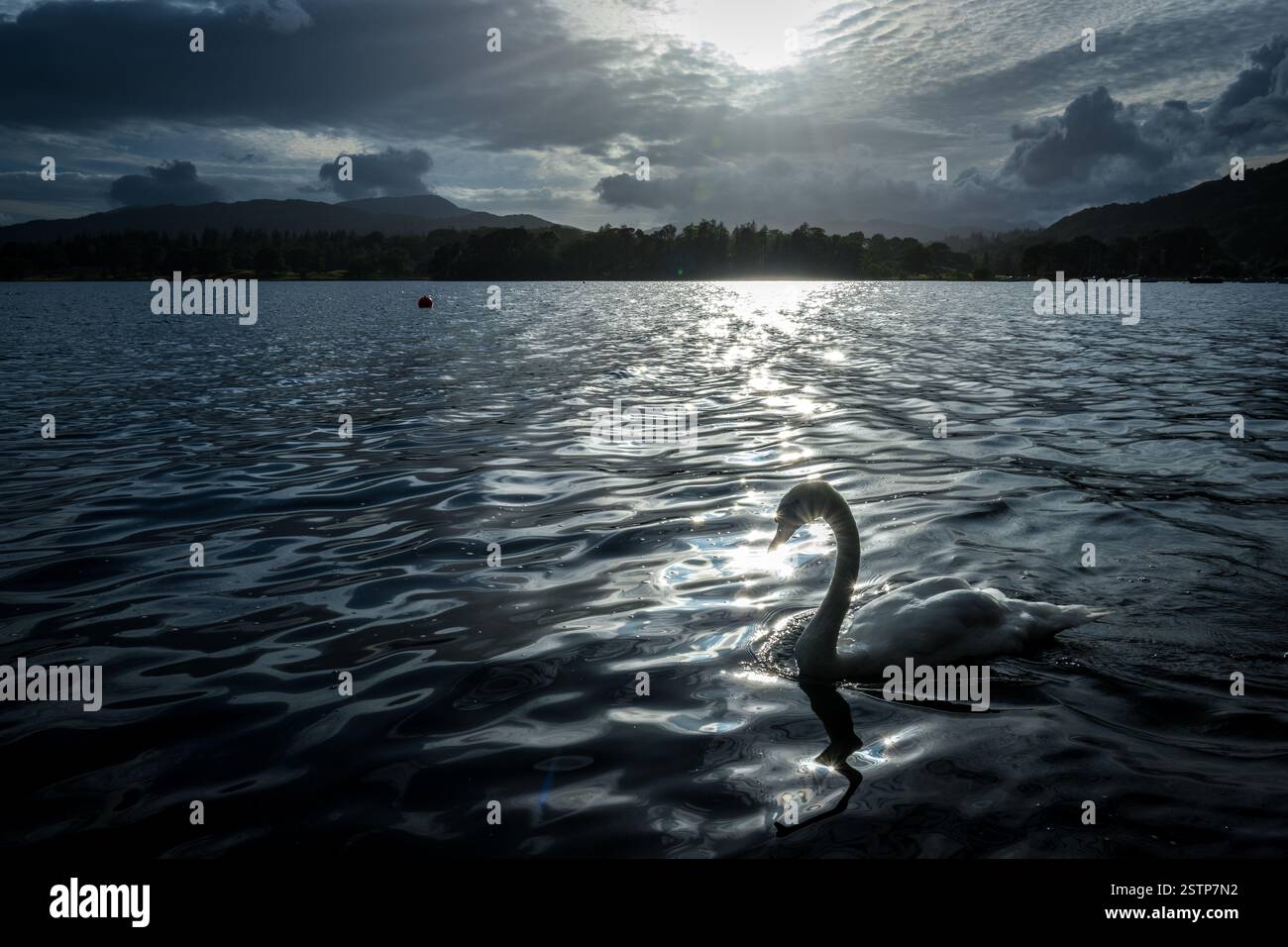 Swan swim during sunstar at Windermere, Lake District UK Stock Photo ...