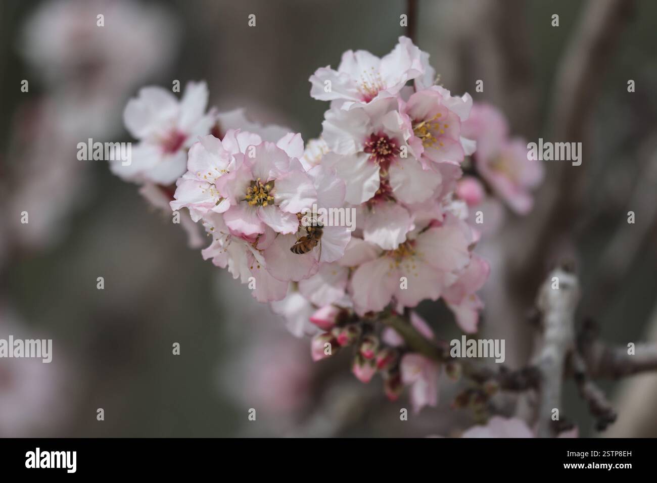JERUSALEMS NATURAL Blossoming almond trees in Refaim Stream, in ...