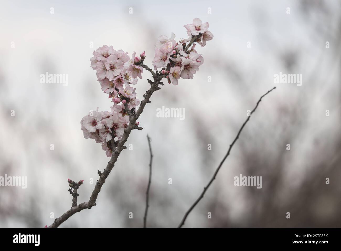 JERUSALEMS NATURAL Blossoming almond trees in Refaim Stream, in ...
