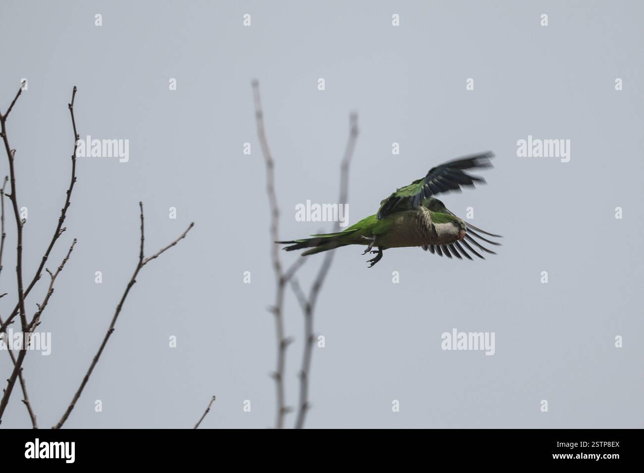 JERUSALEMS NATURAL A house sparrow seen sitting on a tree branch in ...